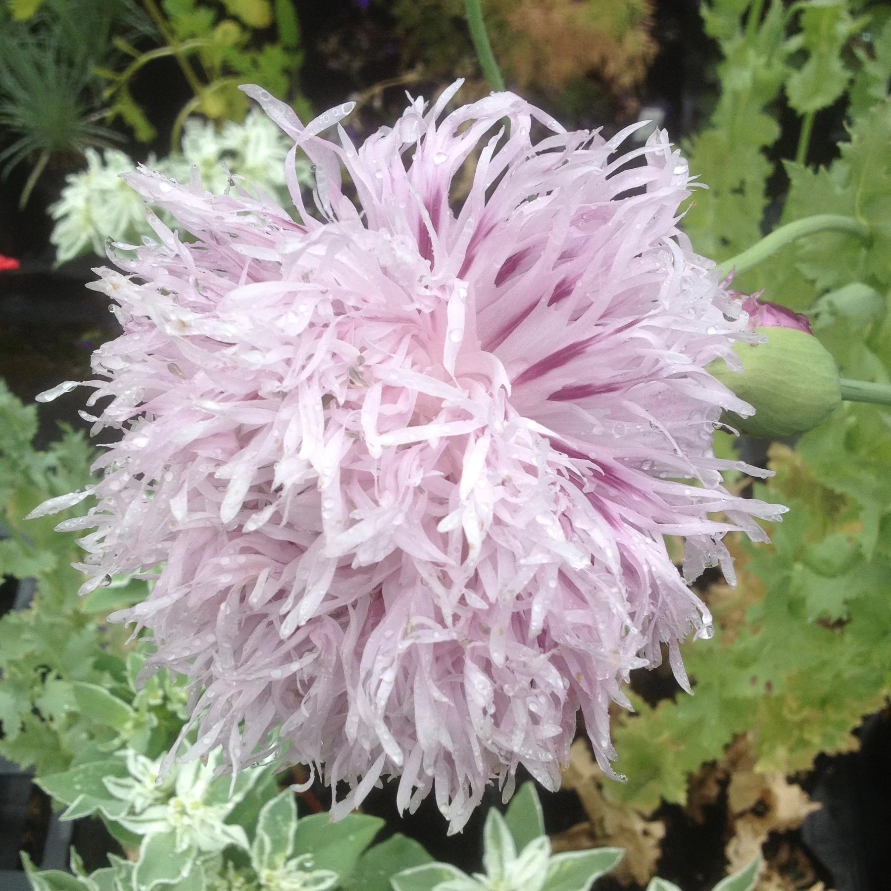 罂粟种子 – Japan Drug Dealer